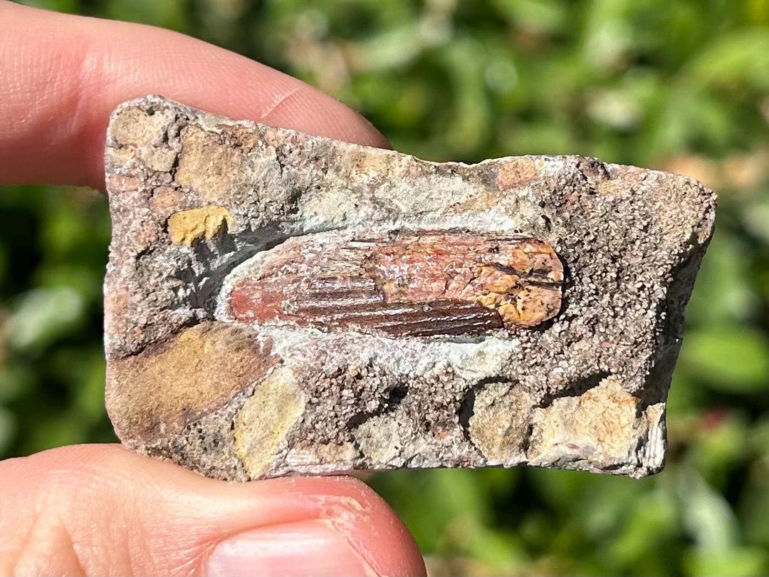 BEYOND RARE Siamosaurus Dinosaur Tooth Fossil Sao Khua Formation ...