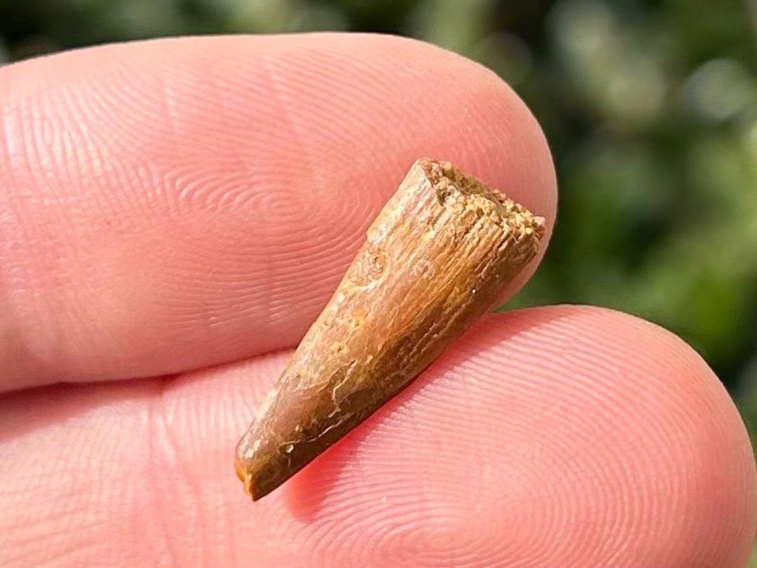 Pterosaur Flying Dinosaur Tooth Fossil Morocco Cretaceous Age Kem Kem ...