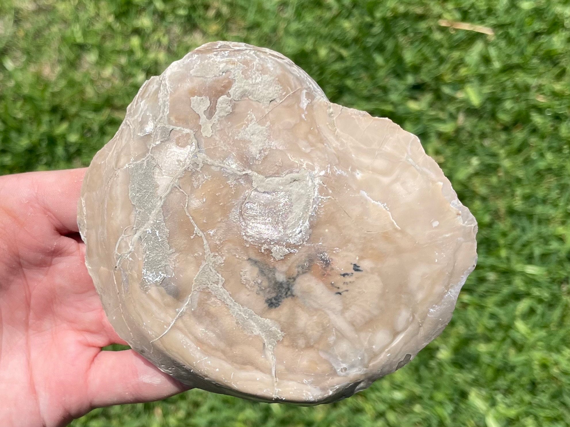 Texas Fossil Bivalve Exogyra Ponderosa BIG 4.2 Cretaceous - Etsy