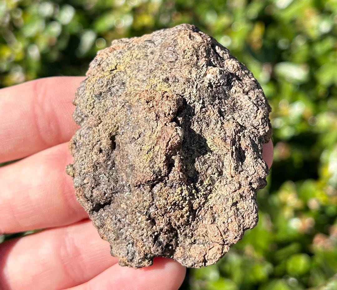 RARE Europelta Dinosaur Scute Fossil Spain Ankylosaur Armor Escucha ...