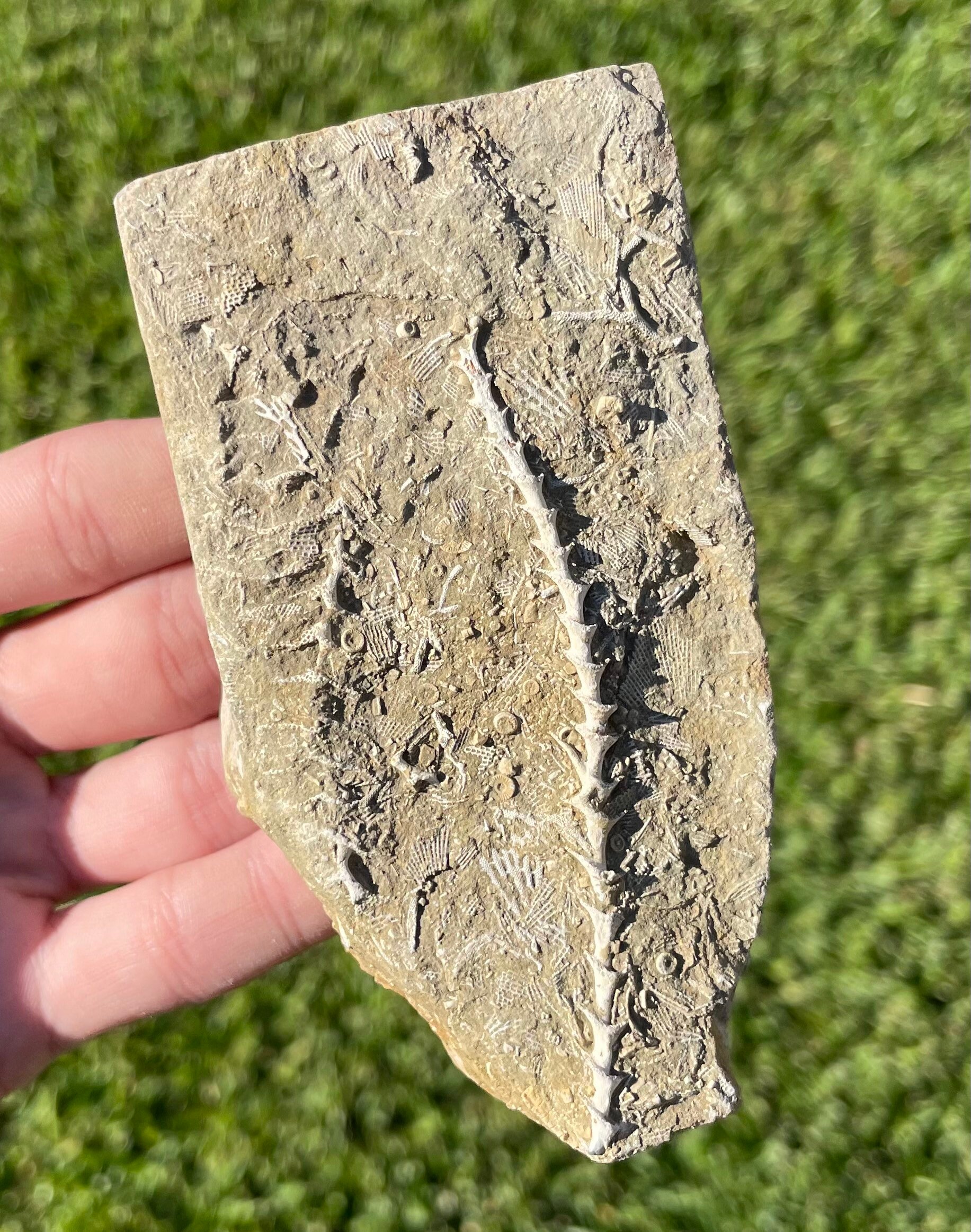 Archimedes Screw Fossil