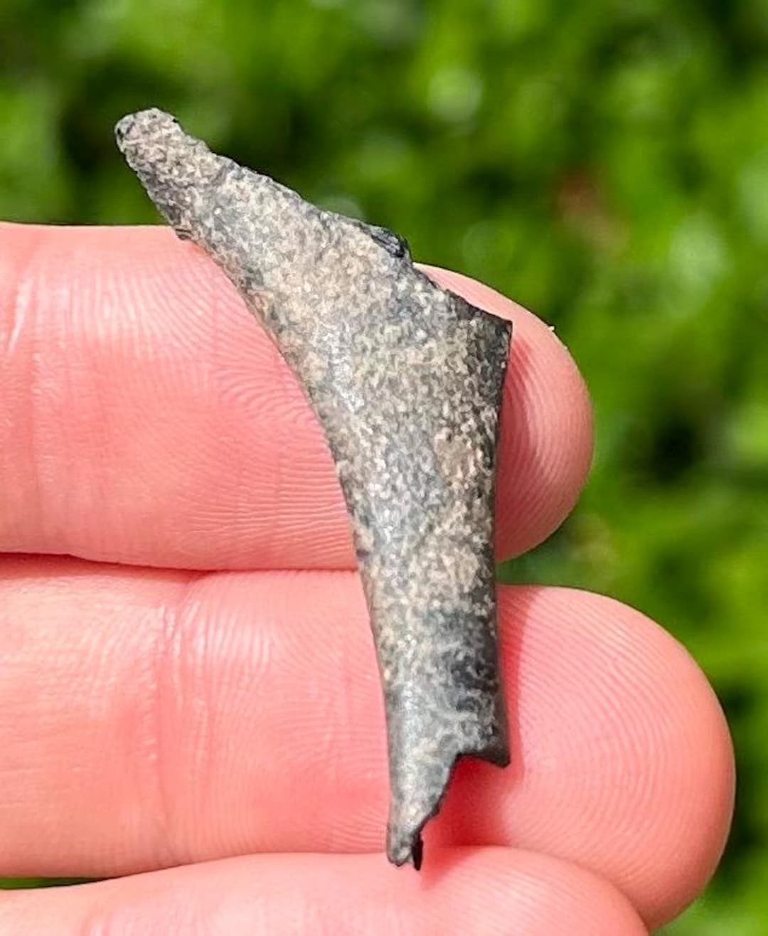 Florida Fossil Bird Bone Avian Rare Pleistocene Age - Etsy