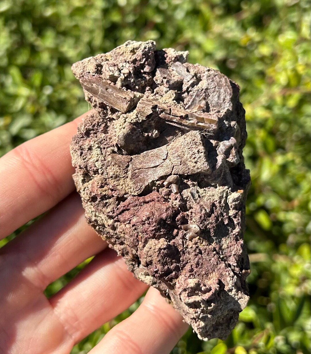 Permian Reptile or Amphibian Toe and Jaw Fossils in Matrix Waurika ...
