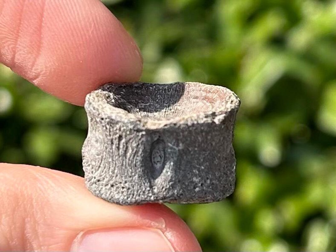 Lee Creek Fossil Catfish Fish Vertebrae Ictalurus Sp. Aurora North ...