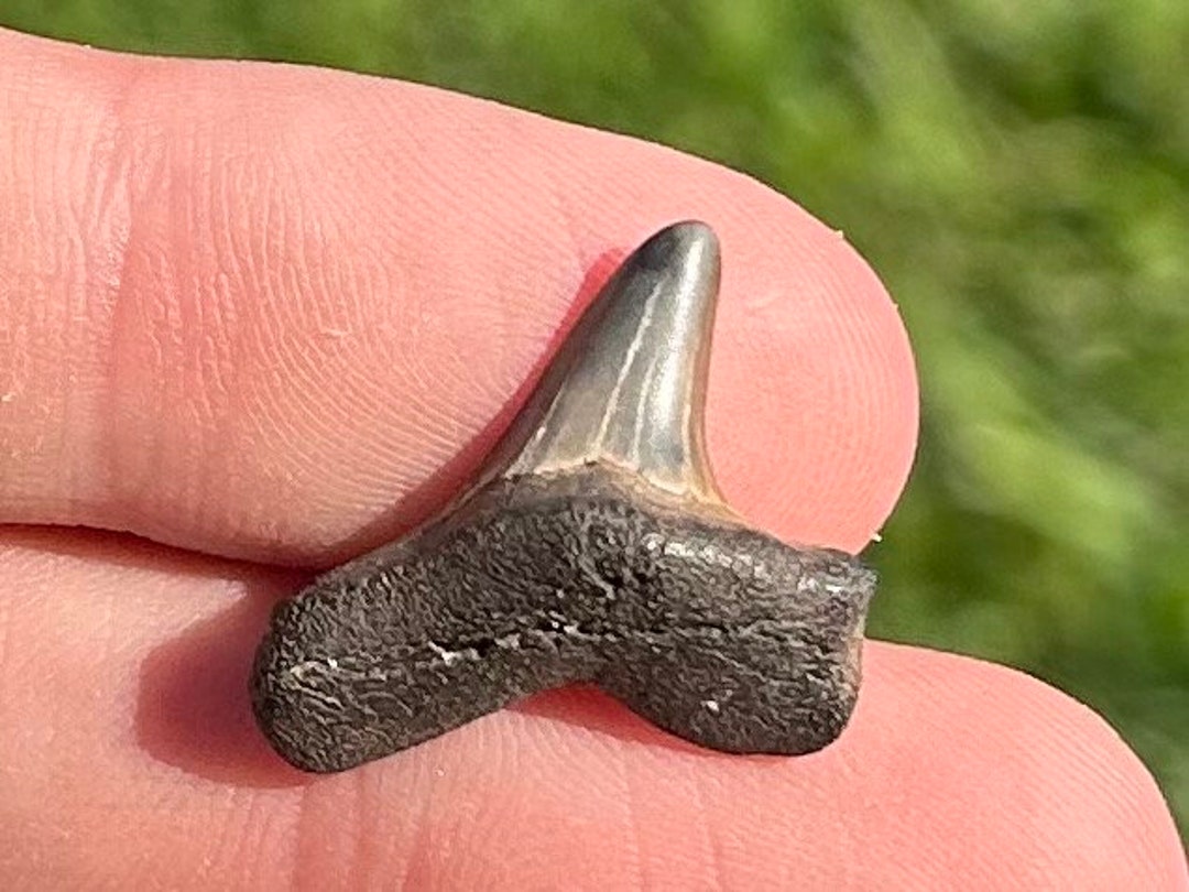 NICE Cretoxyrhina Mantelli Fossil Ginsu Sharks Tooth Mississippi Eutaw ...