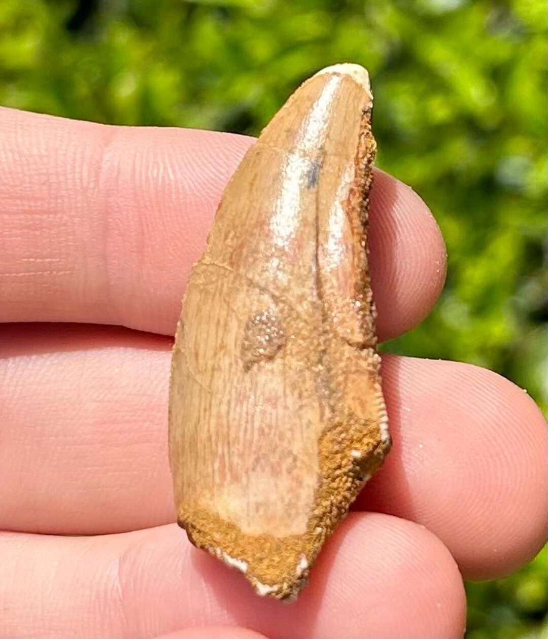 NICE Fossil Theropod Dinosaur Tooth Morocco Carcharodontosaurus or ...