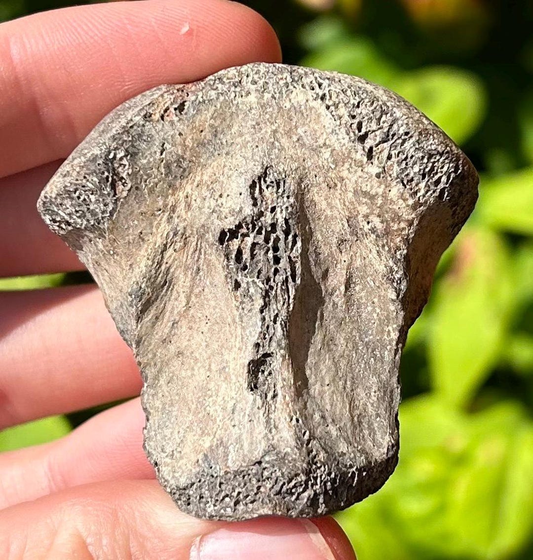 RARE Texas Fossil Smilodon Saber Cat Axis Vertebrae Pleistocene Ice Age ...