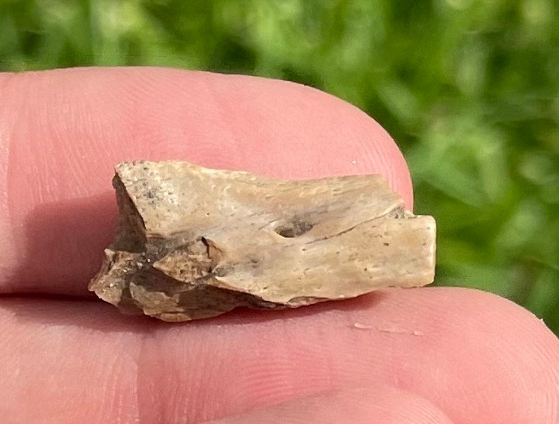 Hell Creek Fossil Crocodile Jaw Fragment Croc Cretaceous - Etsy