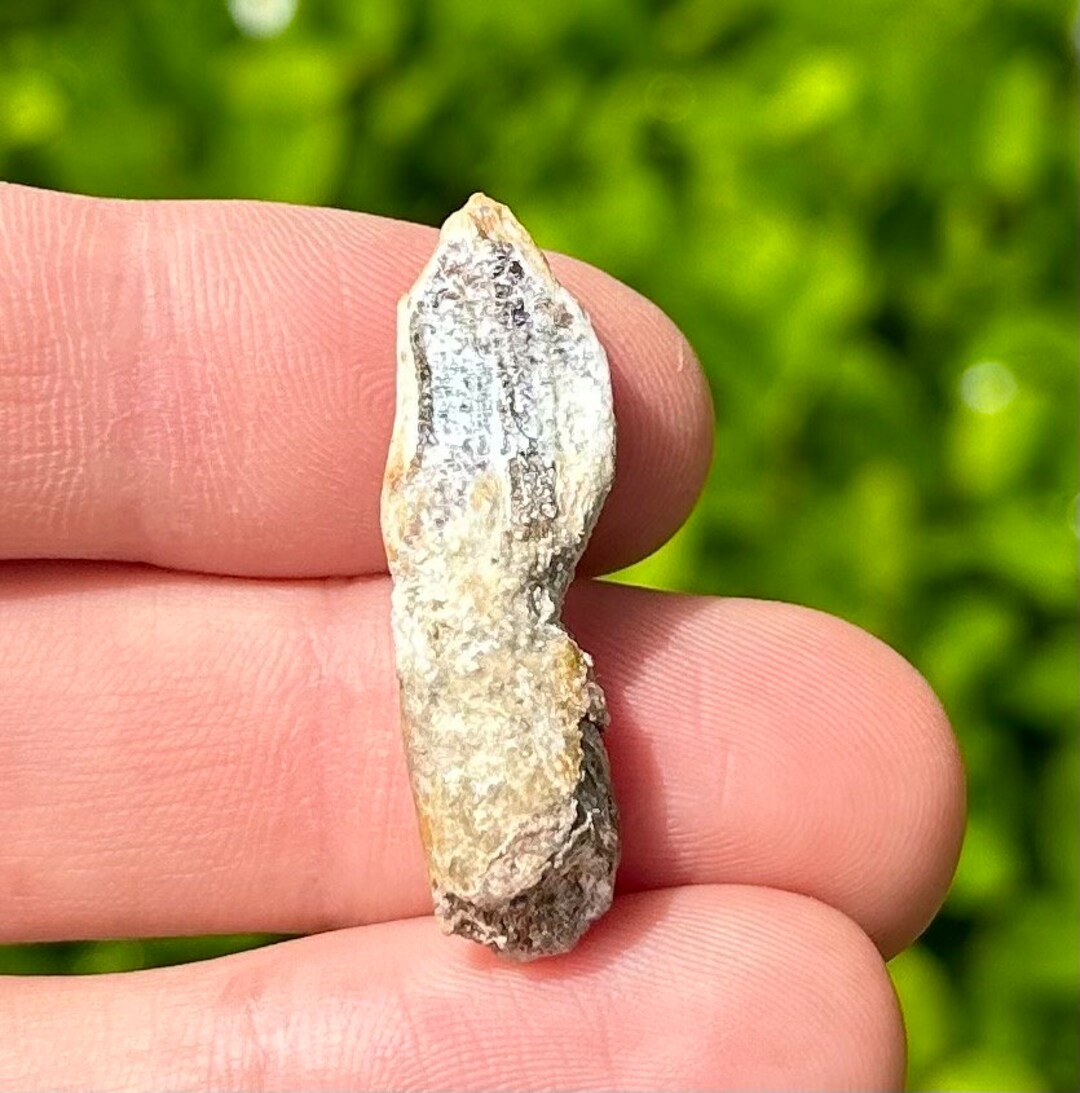 RARE Rooted Sauropod Dinosaur Tooth Fossil Madagascar Jurassic Isalo ...