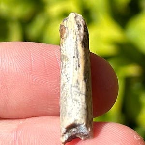 Pterosaur Flying Dinosaur Tooth From Niger Fossil Cretaceous Age Erlhaz ...