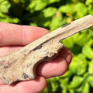 RARE Texas Fossil Smilodon Saber Cat Ulna Bone Pleistocene Ice Age ...