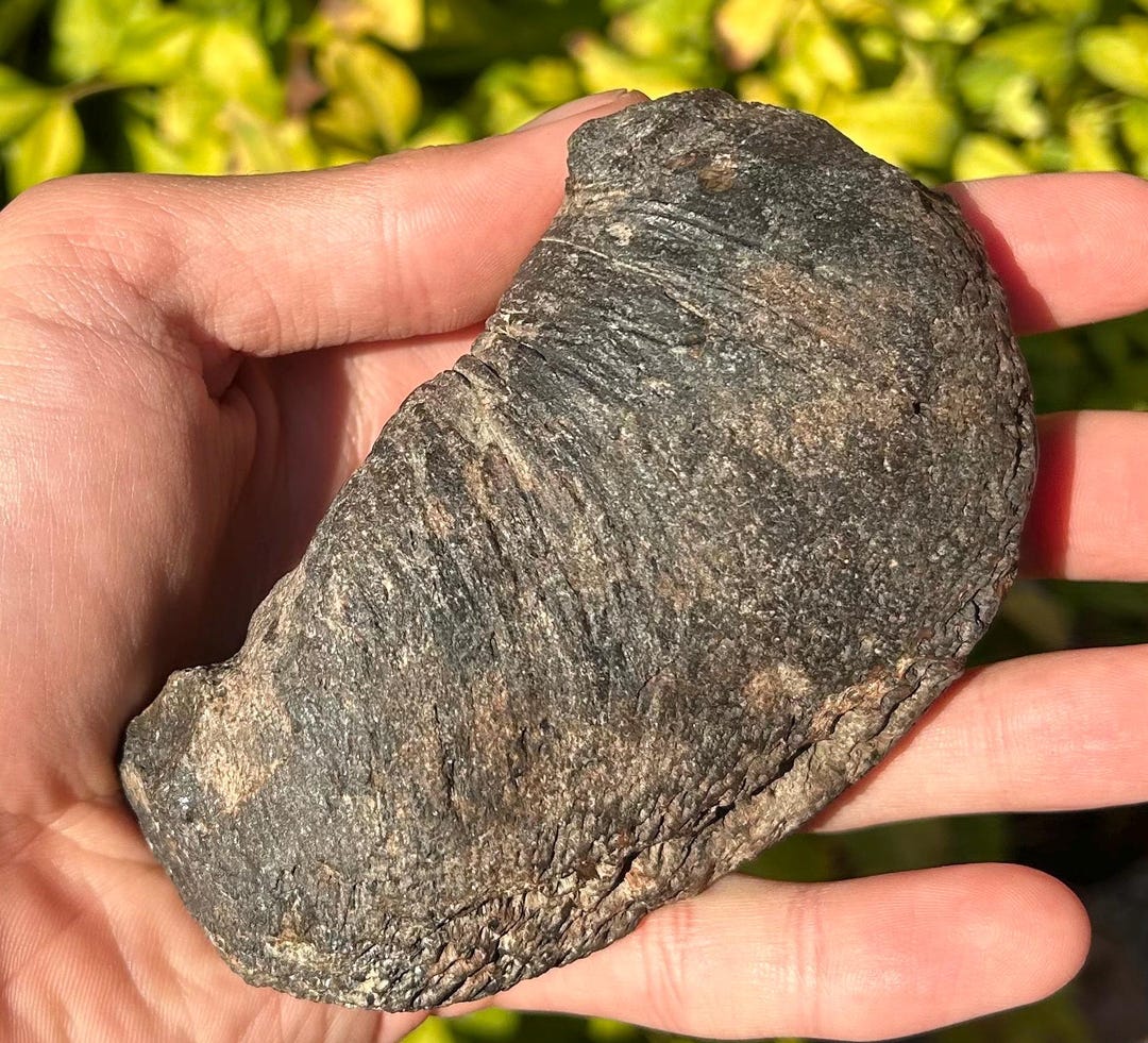 HUGE Fossil Whale Ear Bone 4.15 Florida Fossils Cetacean Marine Mammal ...