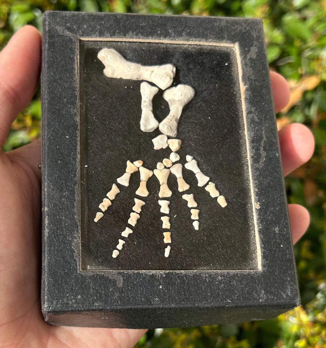 RARE Fossil Labidosaurus Leg and Foot Permian Dinosaur Bones Reptile ...