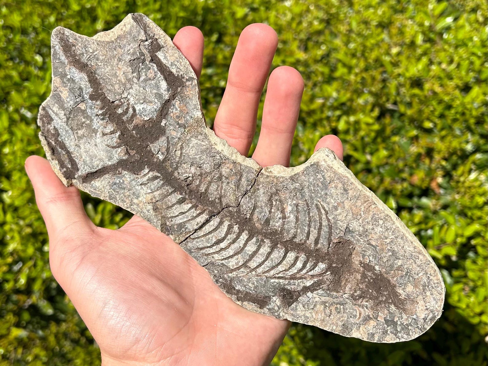 RARE Barasaurus Skeleton Madagascar Fossil Late Permian Reptile ...
