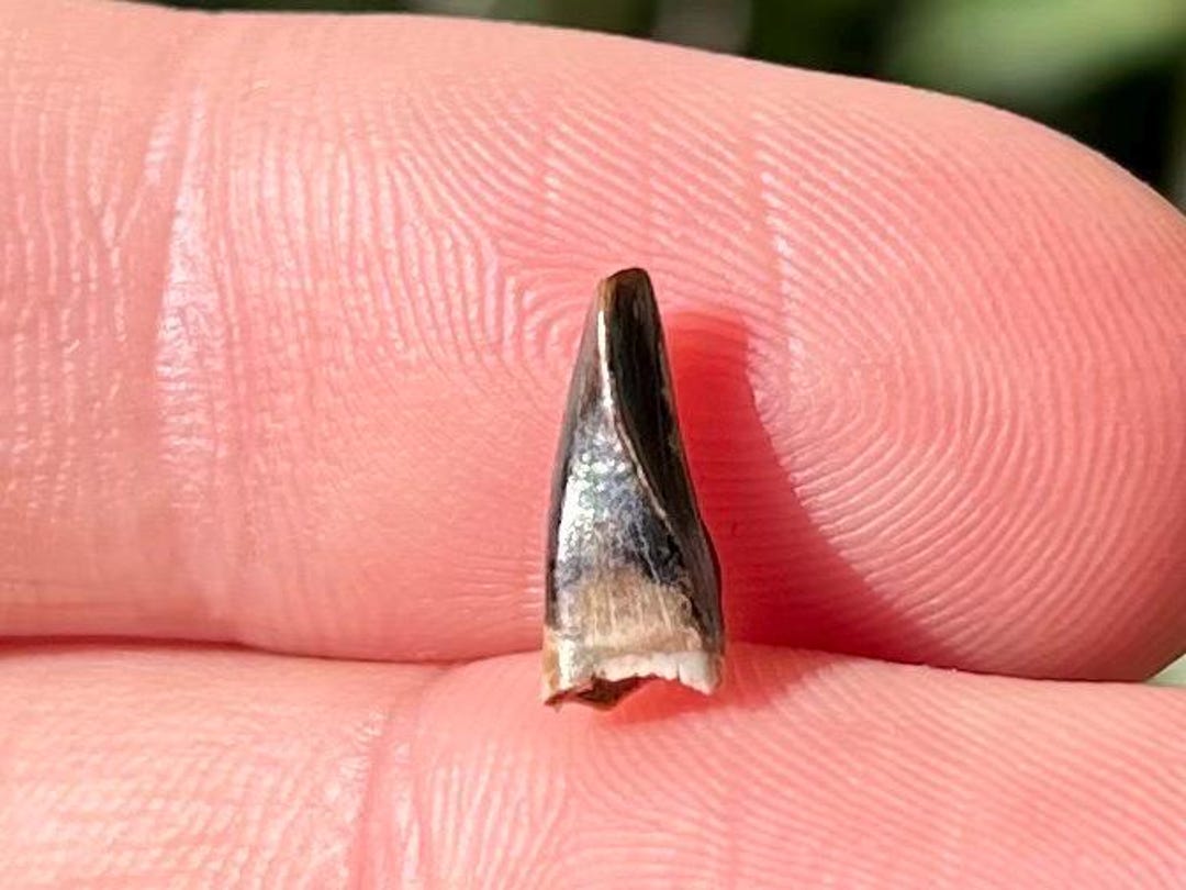 RARE Baby T Rex or Nanotyrannus Premax Dinosaur Tooth Theropod Hell Creek Fm - Etsy