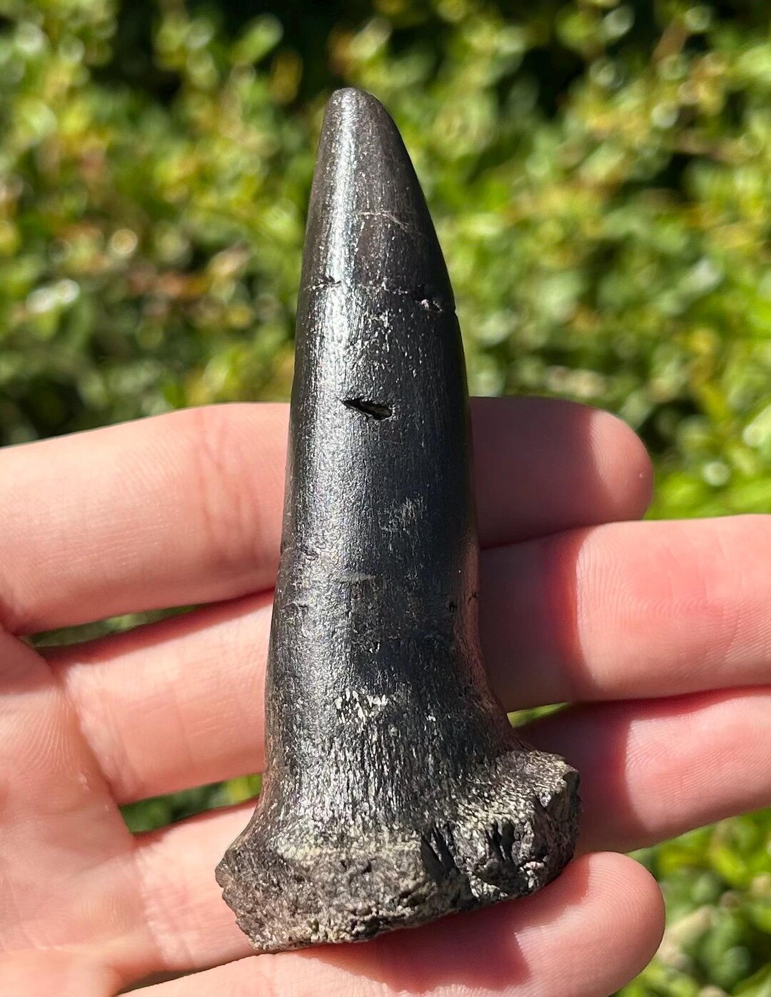 Restored Ankylosaur Dinosaur Spike Spicomellus Boulemane Fossil Morocco ...
