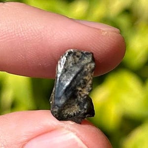 RARE Iguanodon Dinosaur Tooth Fossil Hastings UK Cretaceous Age Dino ...