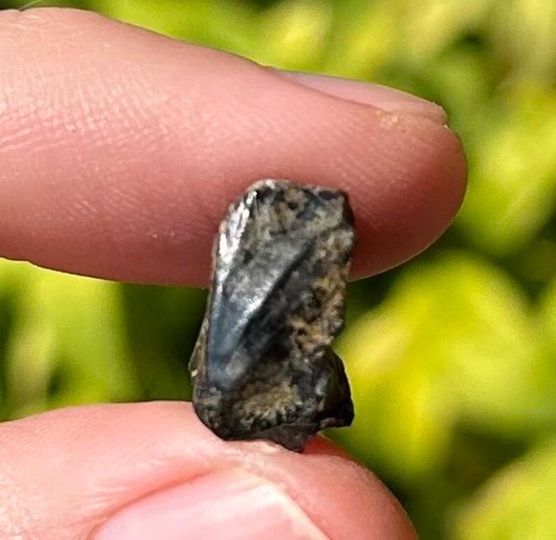 RARE Iguanodon Dinosaur Tooth Fossil Hastings UK Cretaceous Age Dino ...