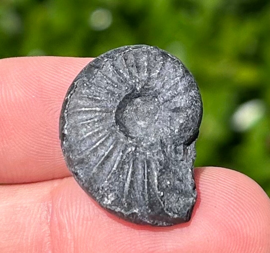 NICE Peru Fossil Ammonite Prolyelliceras Cretaceous Age Albian Peruvian ...