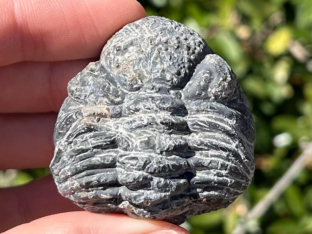 Drotops Megalomanicus Fossil Trilobite Morocco Devonian Age Enrolled ...