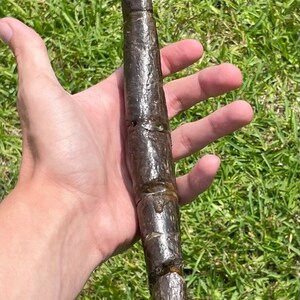 15.4” Montana Fossil Gryposaurus Radius Dinosaur Bone HUGE Rare ...