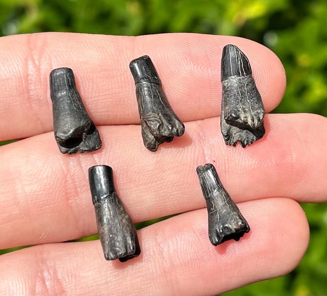 Mississippi Fossil Saw Fish Teeth LOT OF 5 Ischyrhiza Cretaceous Age ...