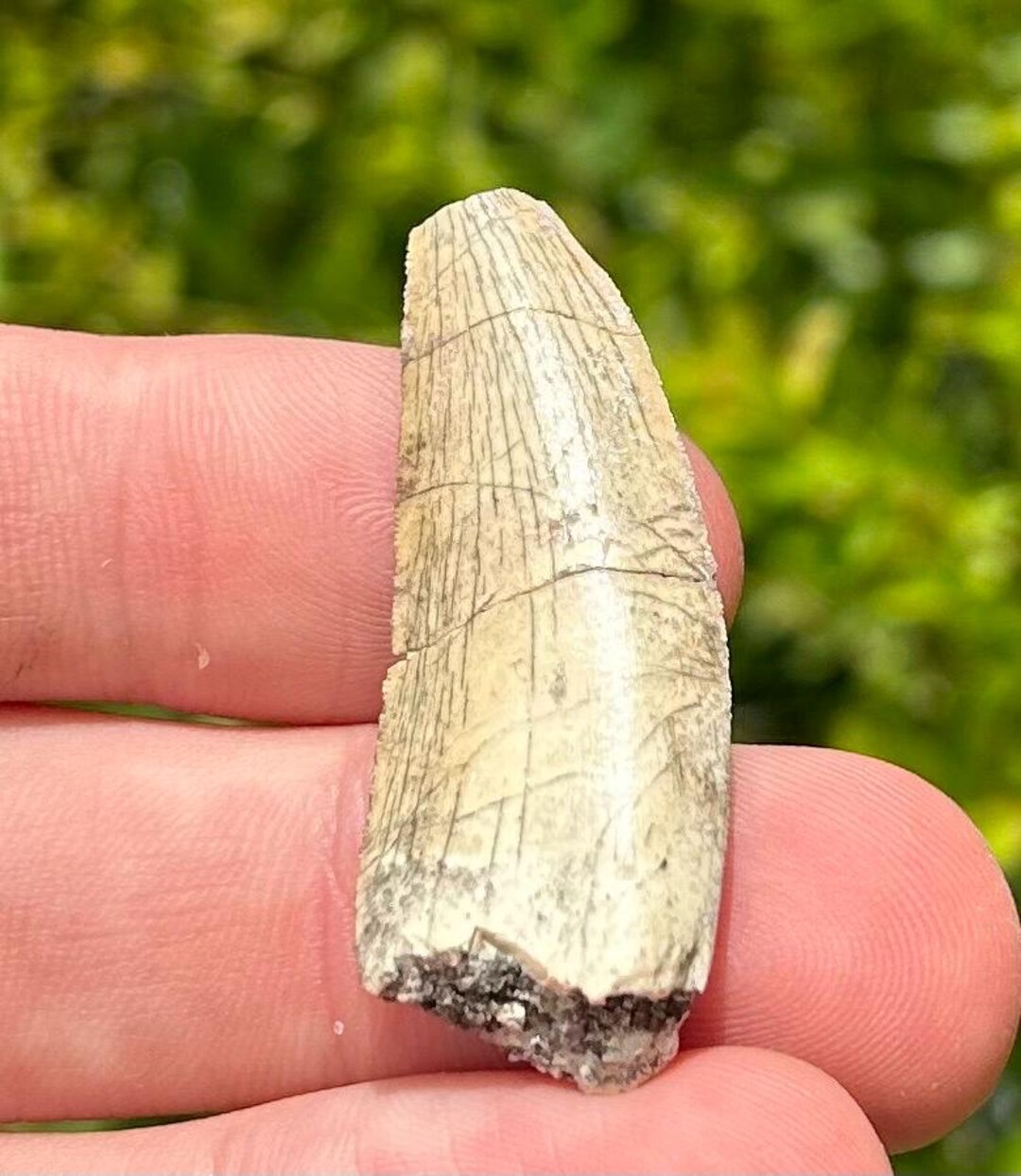 NICE Kryptops Dinosaur Tooth Fossil Niger 1.58” Abelisaur Theropod ...