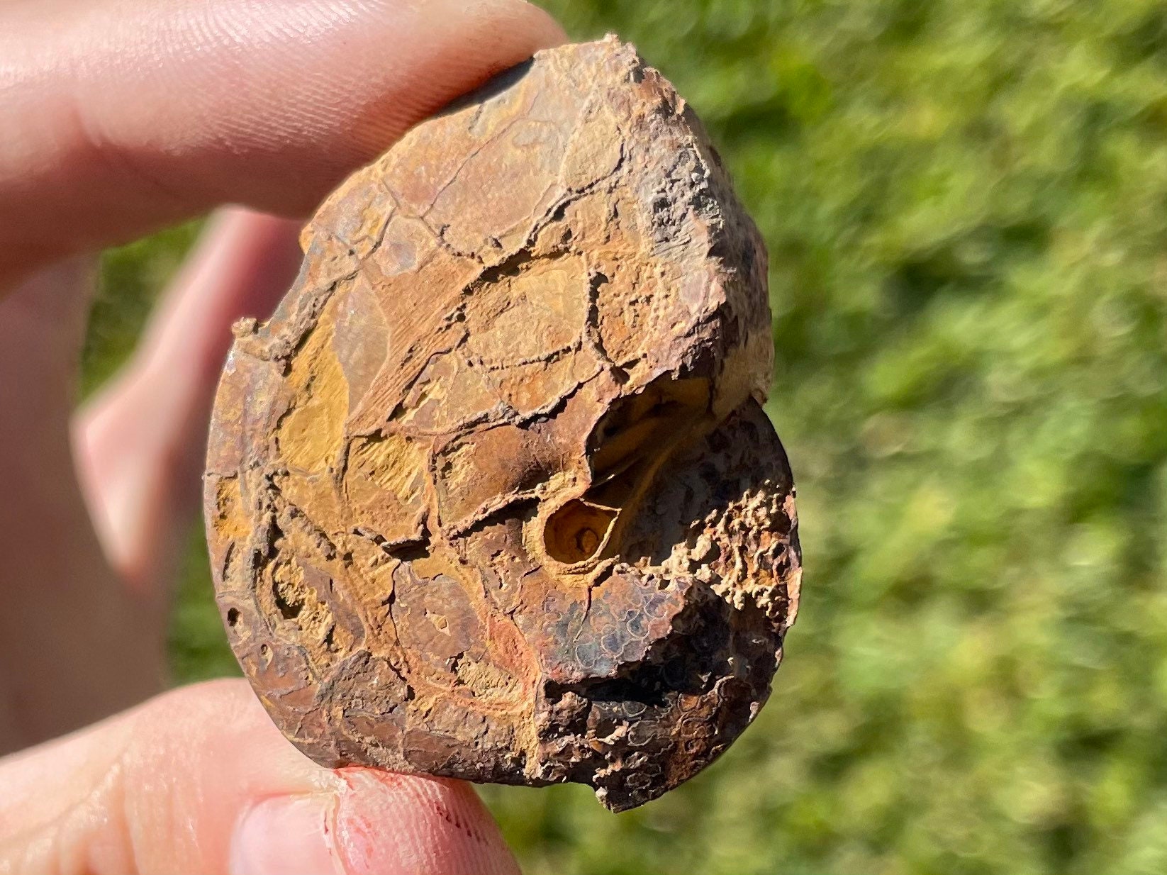 Texas Fossil Ammonite Engonoceras Sp. Cretaceous Dinosaur Age - Etsy