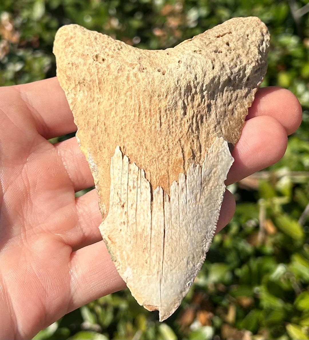 RARE Moroccan Megalodon Sharks Tooth Fossil 4.17” Dakhla Morocco Shark ...