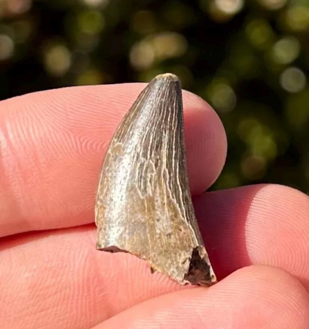 Uzbekistan Tyrannosaur Dinosaur Tooth RARE Timurlengia RARE Bissekty ...