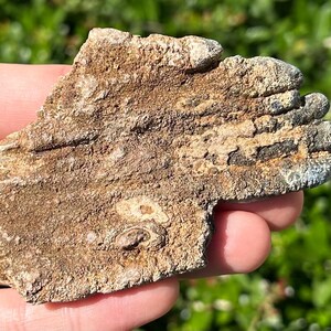 RARE Texas Fossil Mammoth Tooth Partial Pleistocene Age Mammal ...