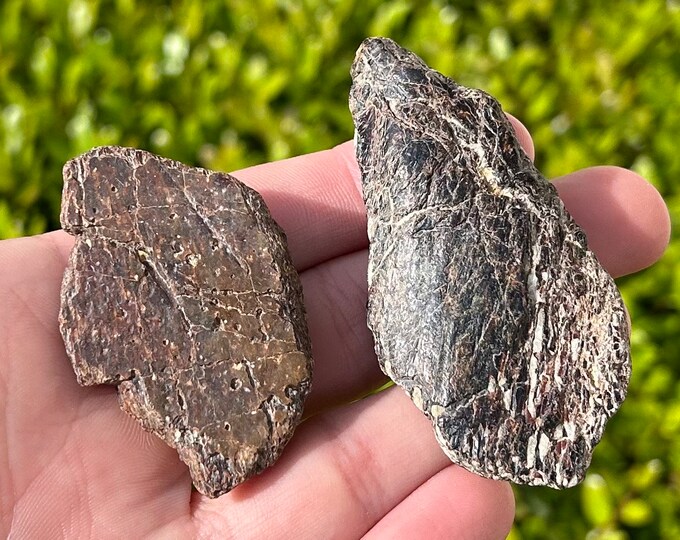 Texas Fossil Mosasaur Dinosaur Bones LOT OF 2 Cretaceous Age Ozan ...