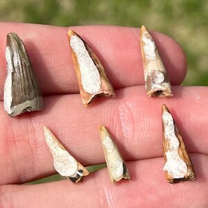 Rare California Fossil Reptile ? Teeth LOT Pliocene Age Paleontology ...