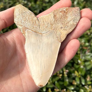 RARE Moroccan Megalodon Sharks Tooth Fossil 4.09” Dakhla Morocco Shark ...