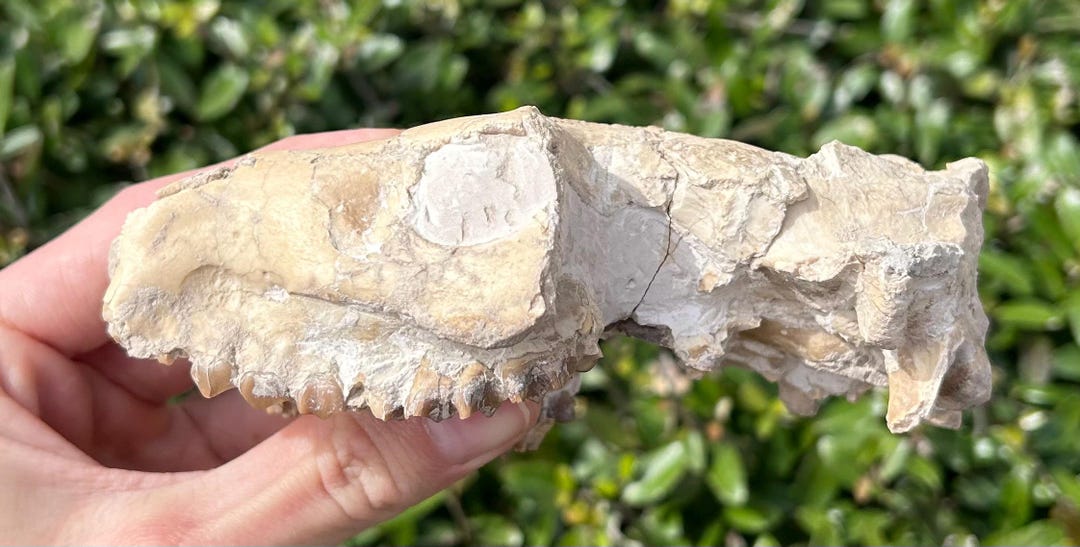 Fossil Oreodont Skull White River Merycoidodon Mammal Nebraska Brule ...