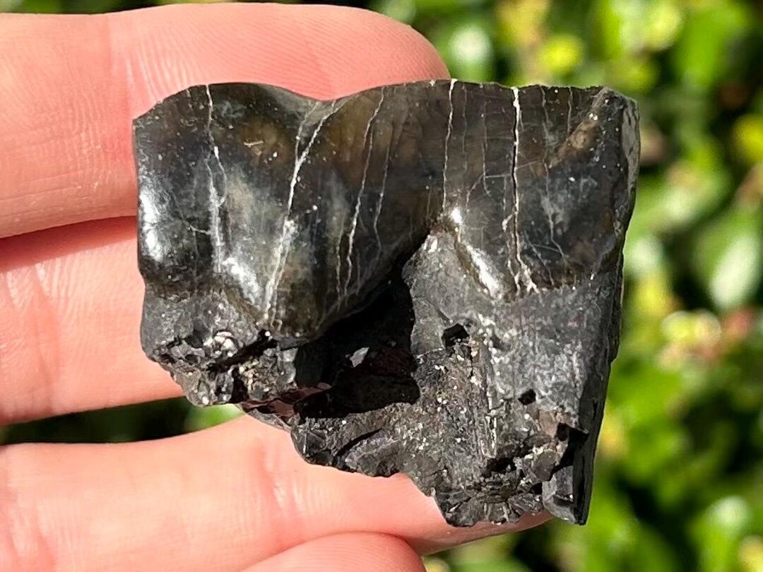 RARE Thailand Fossil Rhino Tooth Aceratherium Miocene Age Rhinoceros ...