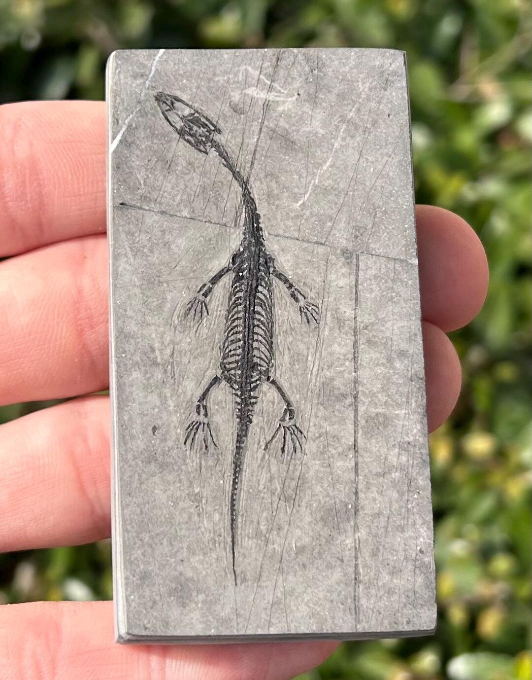 Keichousaurus Skeleton Fossil Triassic Reptile Dinosaur Bones China - Etsy