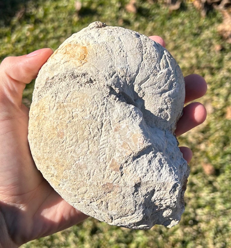 BIG Texas Fossil Nautiloid Ammonite Cymatoceras Cretaceous Age Grayson ...