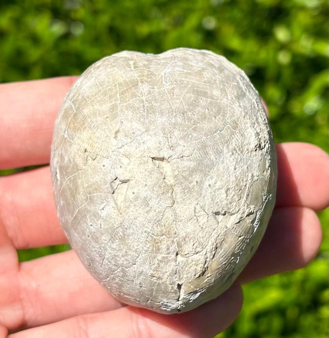 Texas Fossil Echinoid Sea Urchin Holaster Sp. Cretaceous Age Duck Creek ...