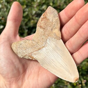 RARE Moroccan Megalodon Sharks Tooth Fossil 4.09” Dakhla Morocco Shark ...