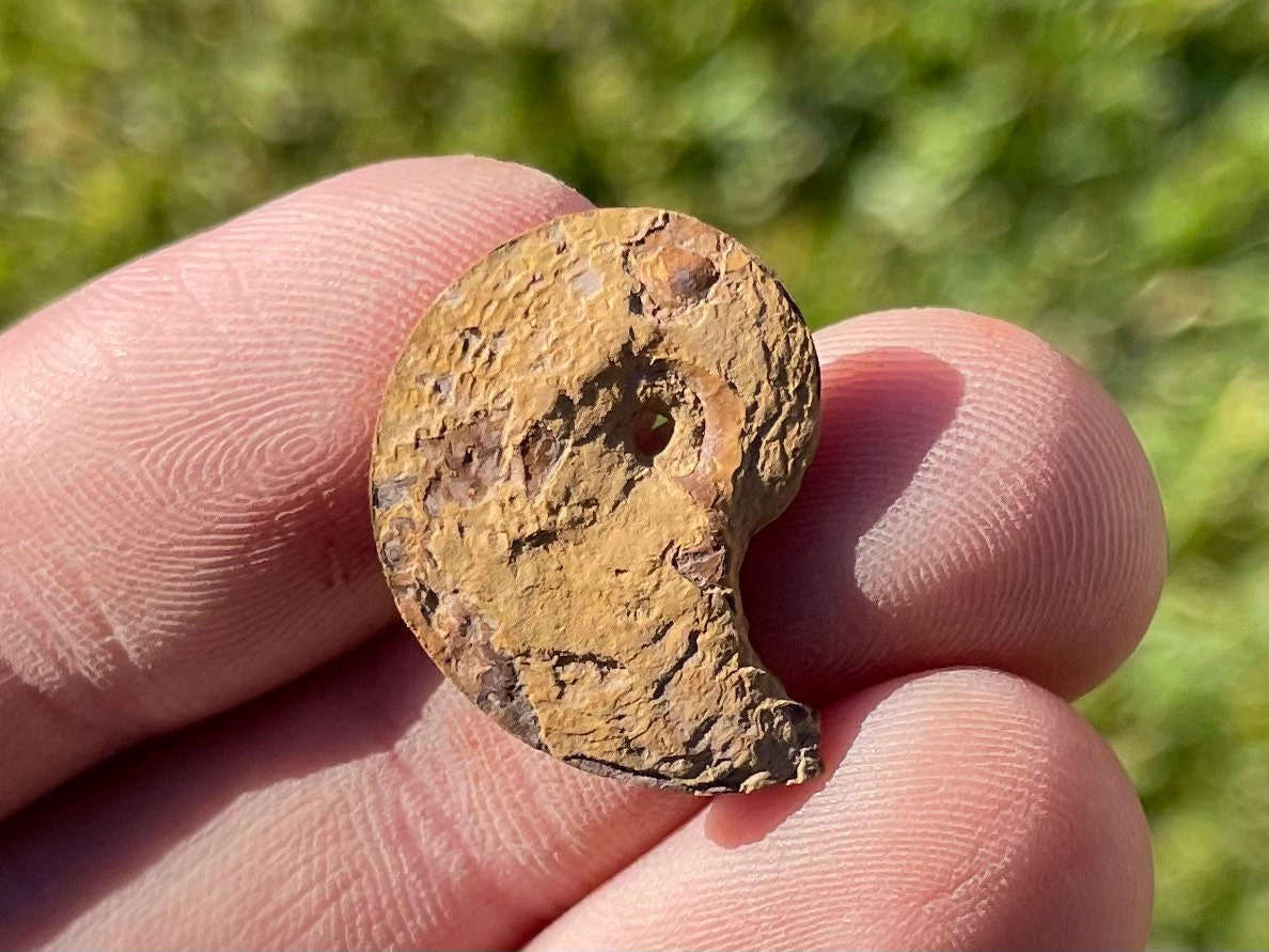 Texas Fossil Ammonite Engonoceras Sp. Cretaceous Dinosaur Age - Etsy
