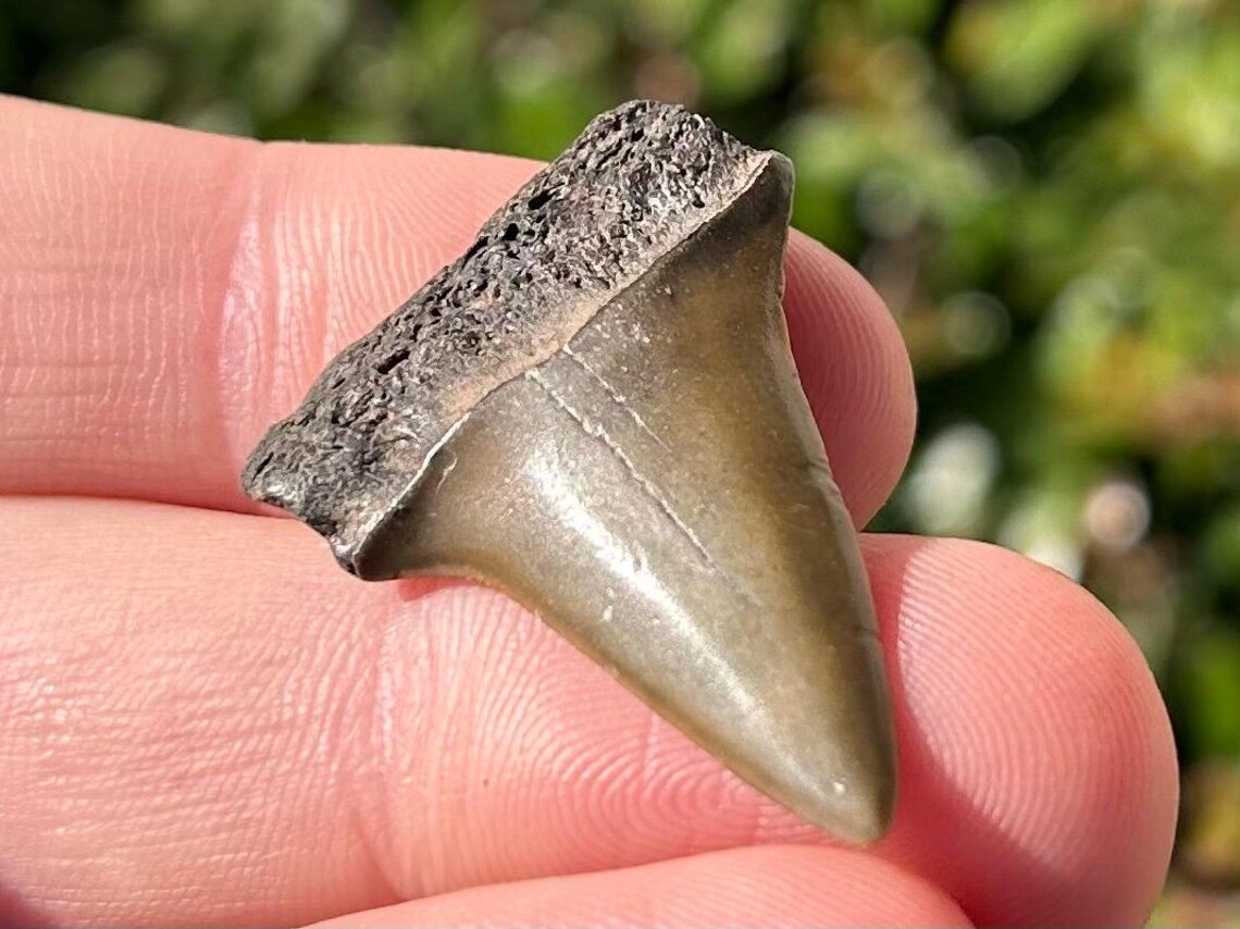 SUPERB Fossil Mako Sharks Tooth Megalodon Age South Carolina Shark ...