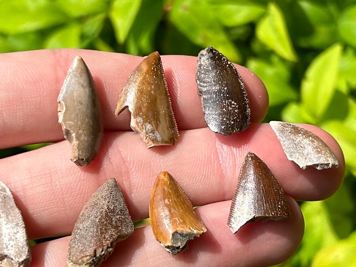Majungasaurus Dinosaur Teeth Fossils Wholesale LOT OF 10 Madagascar ...