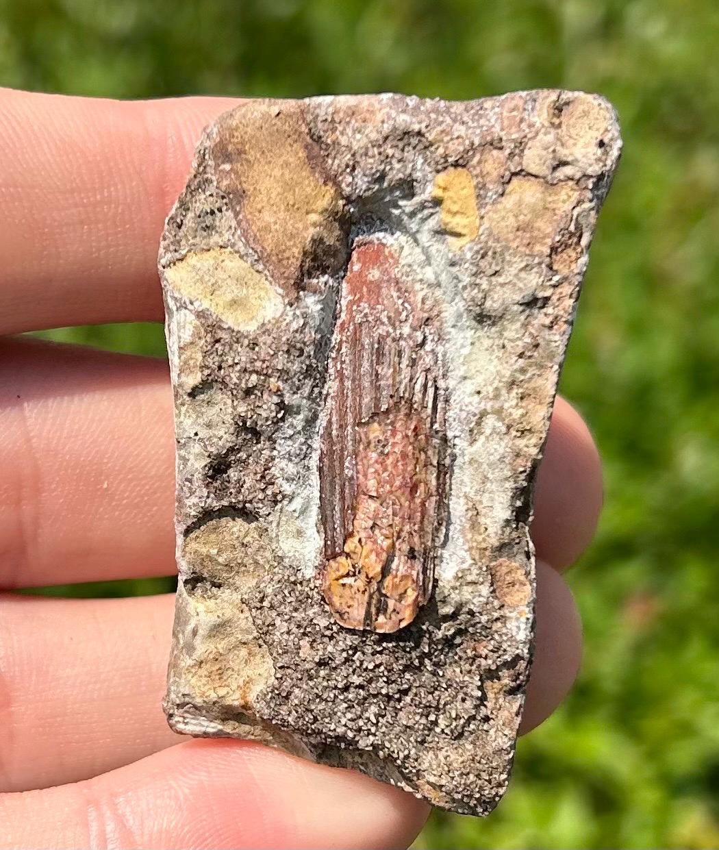 RARE Siamosaurus Dinosaur Tooth Fossil Theropod Spinosaurid Sao Khua ...