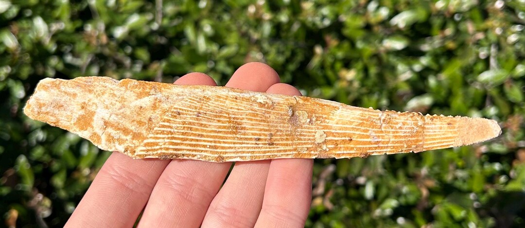 HUGE Hybodus Fossil Shark Spine Morocco Hybodont Kem Kem Cretaceous Age ...