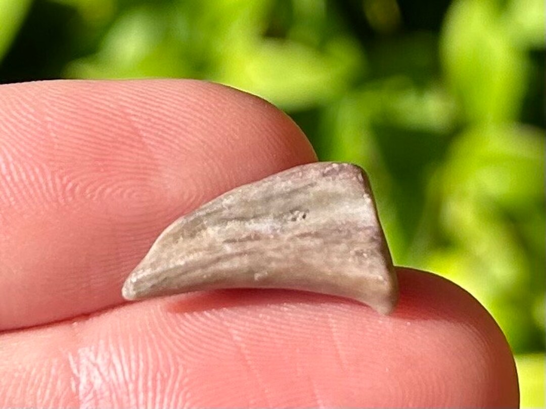 Worn Theropod Dinosaur Claw Fossil From Niger Dino Bones Kryptops ...