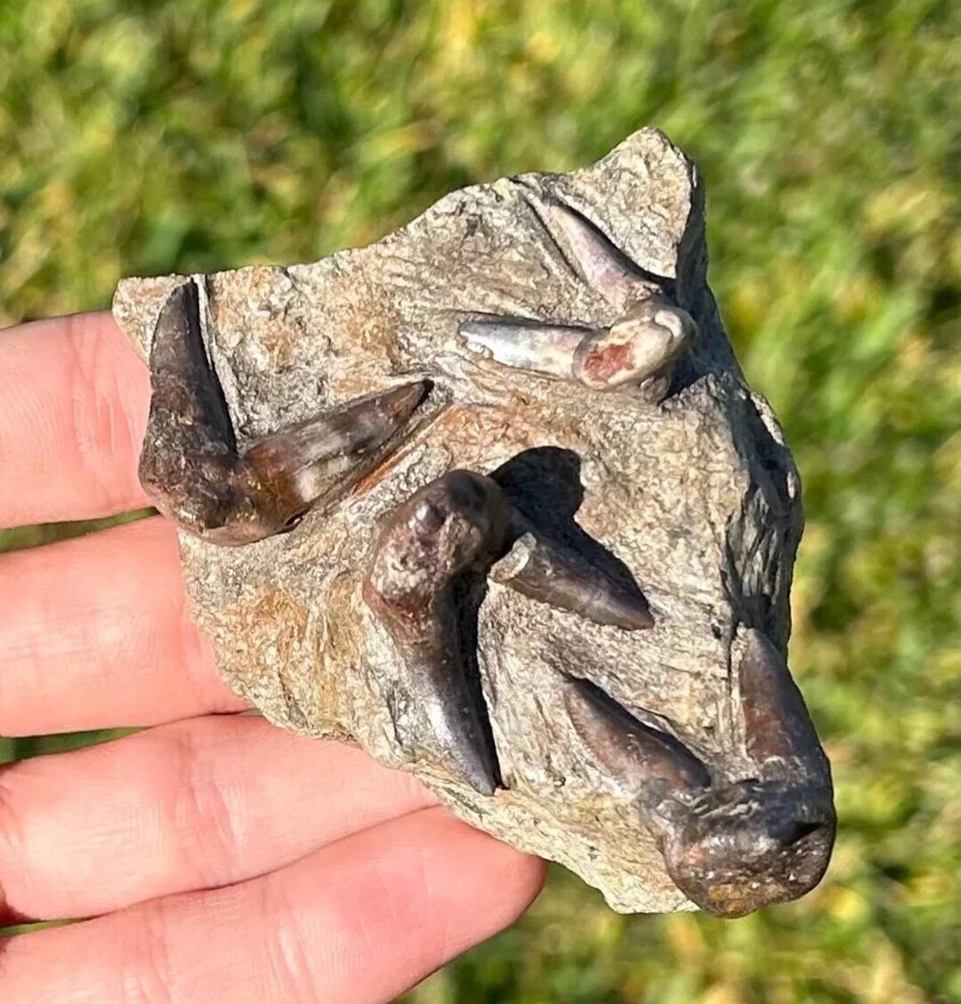 4 Orthacanthus Permian Fossil Sharks Teeth on Matrix MUSEUM QUALITY ...