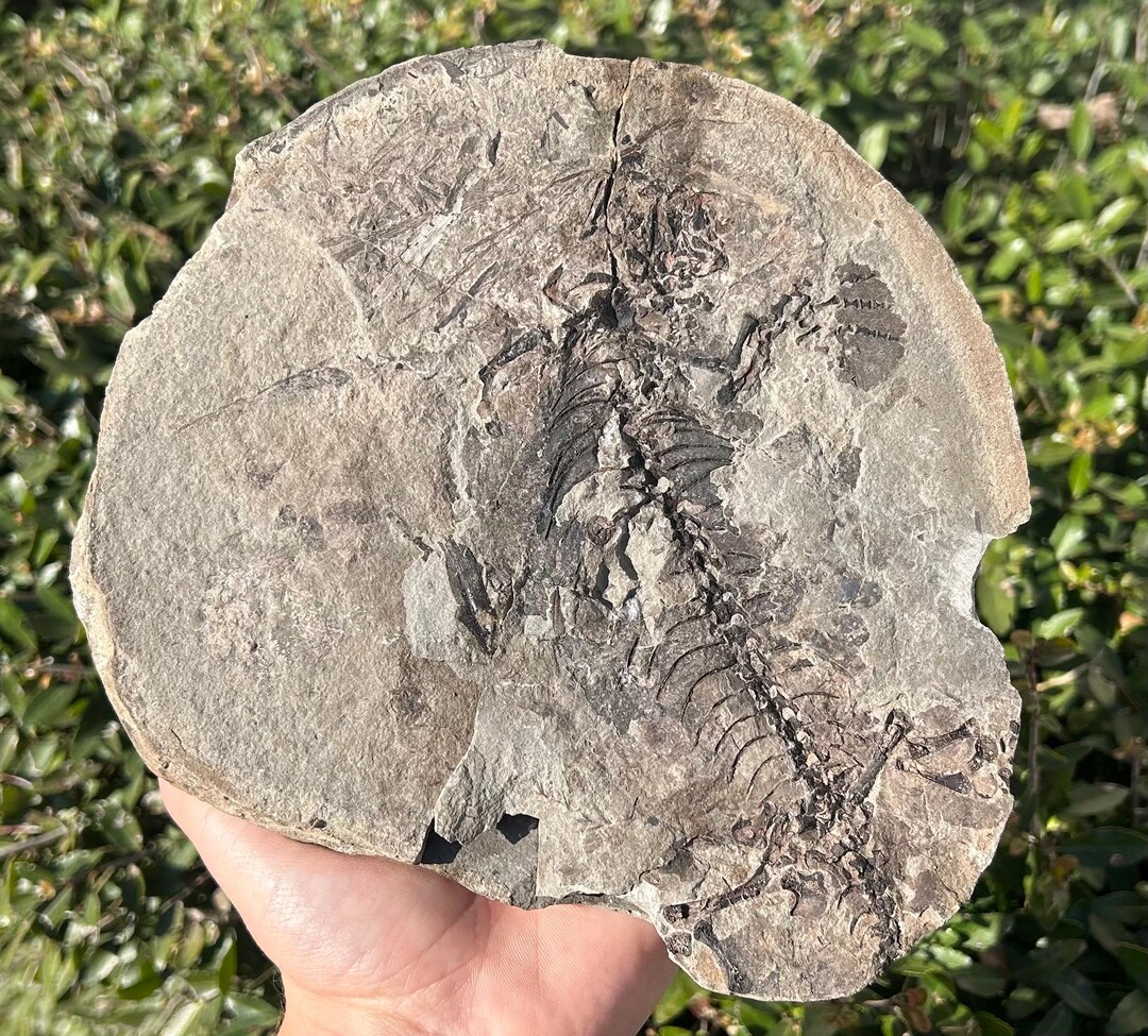 RARE Barasaurus Skeleton Madagascar Fossil Late Permian Reptile ...