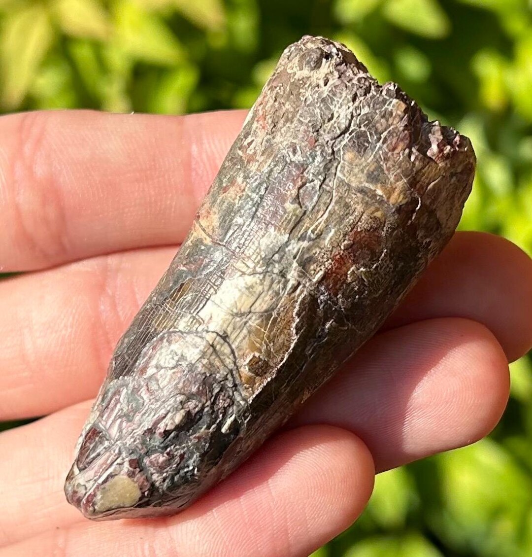 HUGE Sarcosuchus Tooth Fossil 2.35 Niger SUPER CROC Crocodile Dinosaur ...