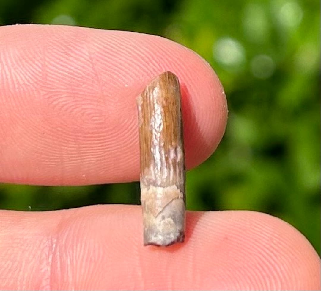 Rare Rapetosaurus Krausei Sauropod Dinosaur Tooth Fossil Madagascar ...